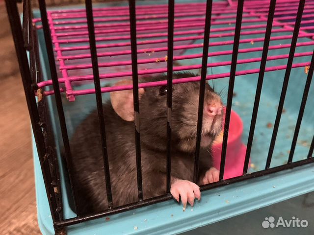 Крыса и клетка для крысы бесплатно