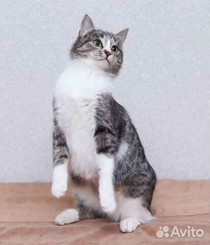 Кошка Мальвина в добрые руки