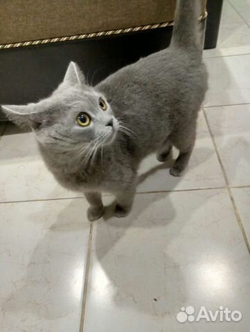 Британская кошечка