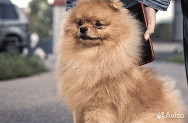 Немецкий шпиц той(померанский шпиц)