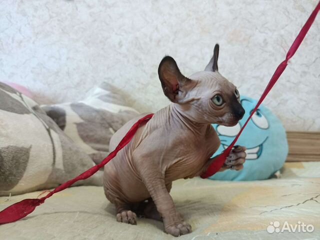 Канадский сфинкс эльф котенок