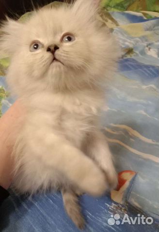 Персидская