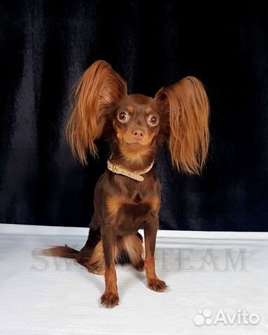 Русский той длинношерстный. Документы РКФ