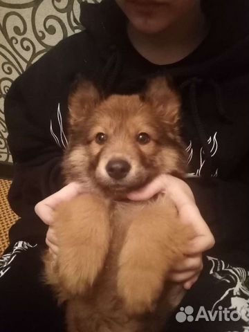 Плюшевый мишка в добрые руки