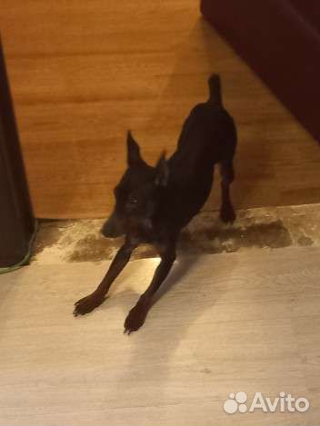 Цверг пинчер