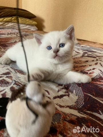 Продам Шотландского прямоухого котенка