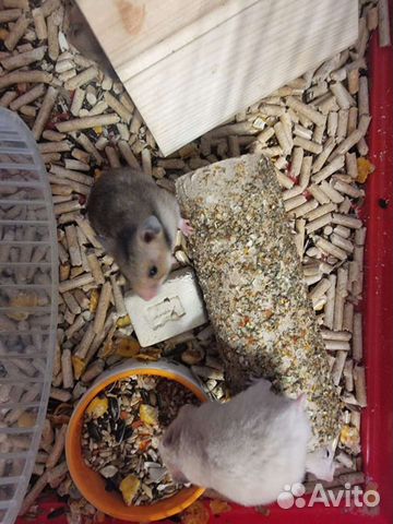 Отдам хомячат
