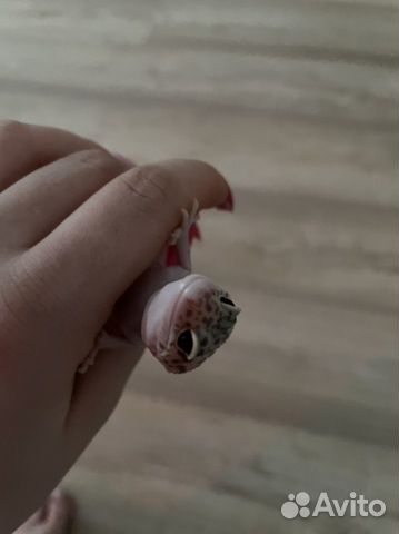 Ящерица эублефар