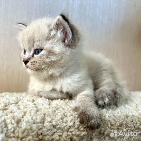 Невская маскарадная (котята)