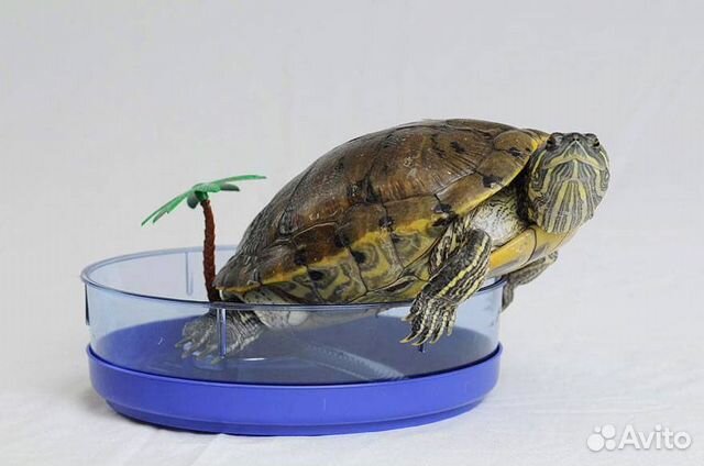 Черепаха водная