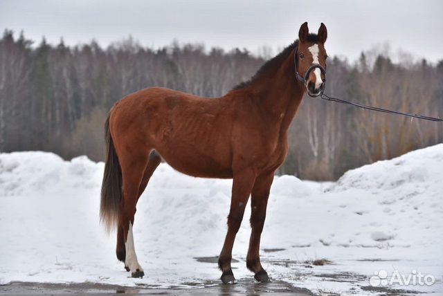 Молодая кобыла в спорт, хобби