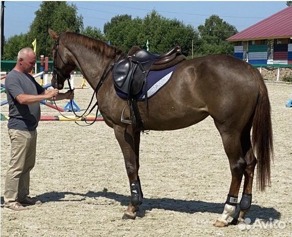 Кобыла 4 года для конкура или троеборья