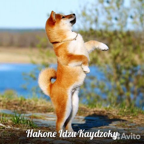 Щенки шиба ину