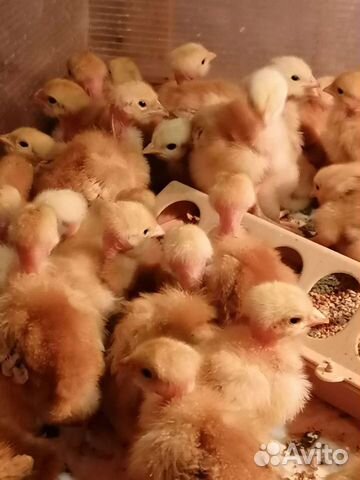 Цветной бройлер