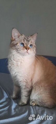 Кошки