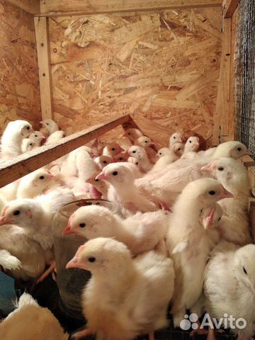 Цыплята Декалб Уайт
