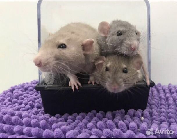 Крысы, крыски, крысята