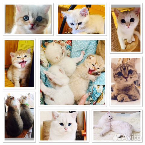 Котята Британцы