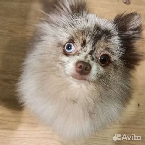 Померанский шпиц вязка