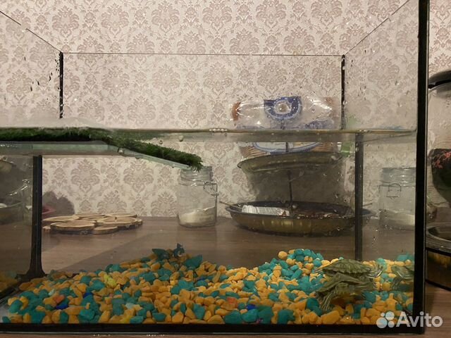 Продам черепах с акватеррариумом