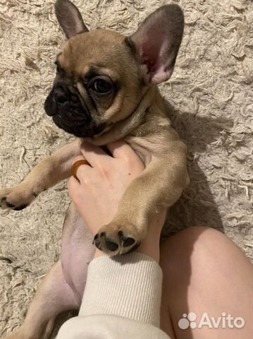 Французский бульдог девочка. Чуткая, дружелюбная