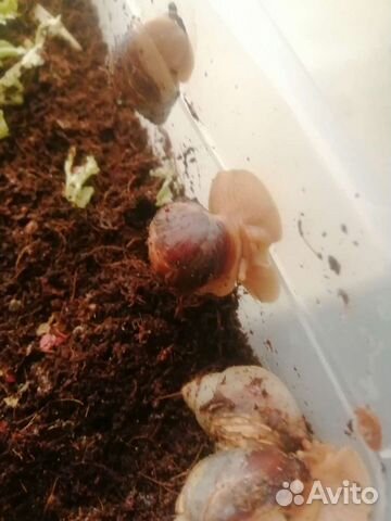 Улитки ахатины