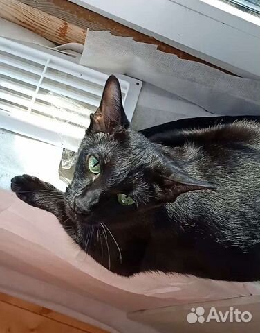 Ориентальная кошечка Багира