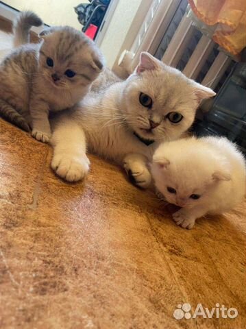 Шотландские вислоухие