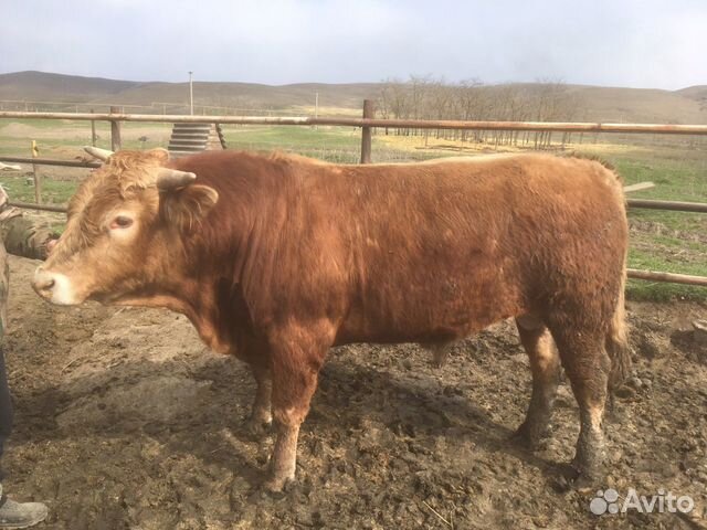 Бык на племя лимузин