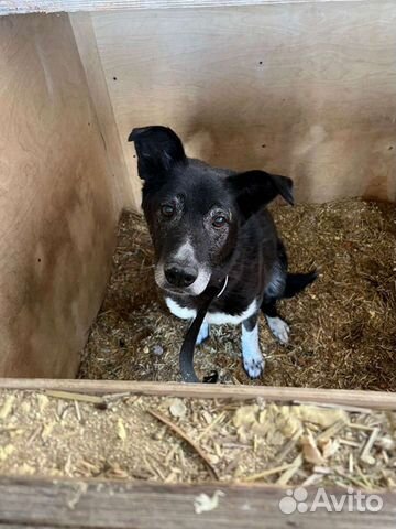 Собака инвалид нужна помощь