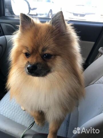 Немецкий шпиц вязка