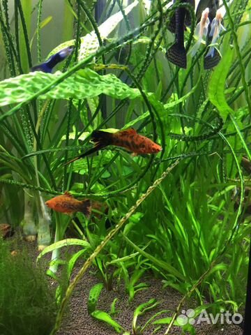 Рыбки меченосцы