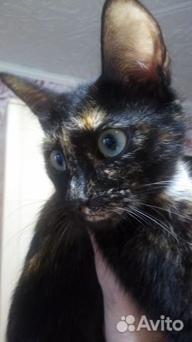 Отдается красоточка 2х лет