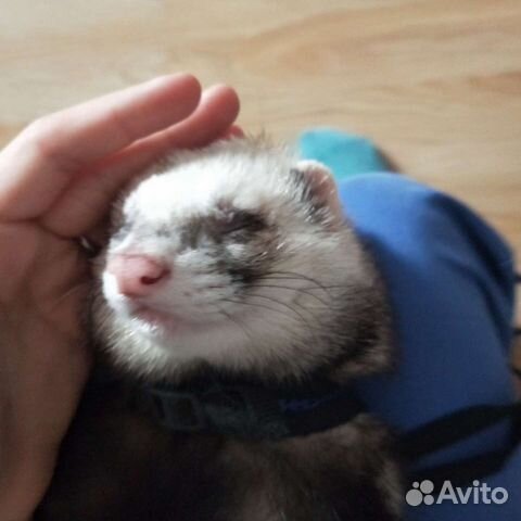 Домашний хорек