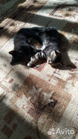 Котятки лапочки От прекрасной воспиатнной ухоженно