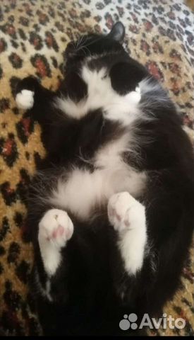 Кошка, 20.10.2018гр., стерил, домашняя