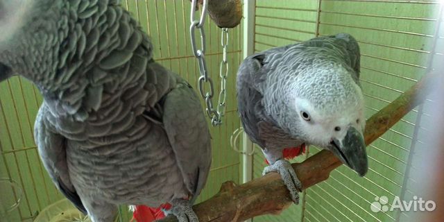 Попугаи Большие