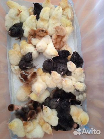 Цыплята суточные