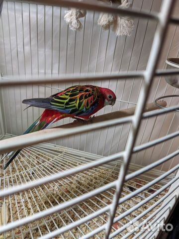 Попугай розелла пестрая(в резерве)