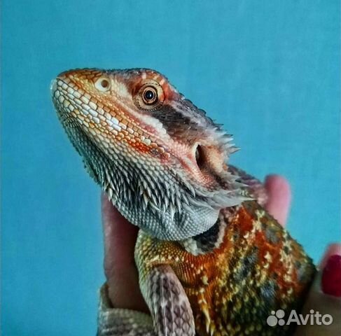 Бородатая агама самец для спаривания