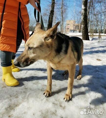 Эби - собака, потерявшая надежду на спасение