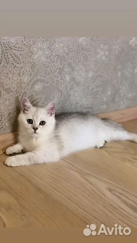Котенок (4 месяца)