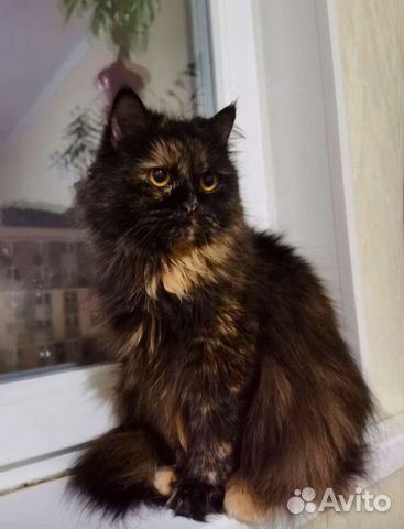 Персидская ласковая кошка