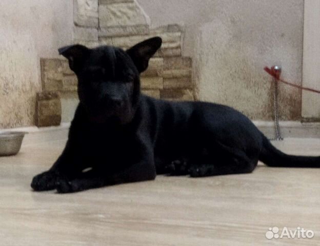 Собака в добрые руки отдам бесплатно