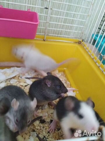 Крыса дамбо