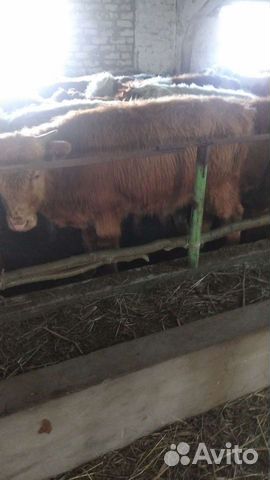 Бычки Сименталы. мясной породы