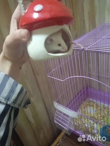 Мышка в добрые руки