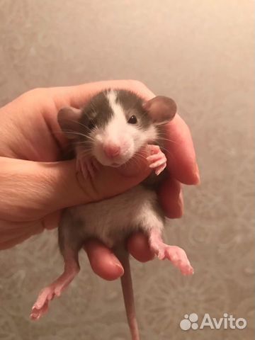 Крыса Дамбо хаски, шоколадные и чёрные