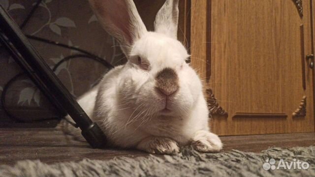 Кролик для вязки