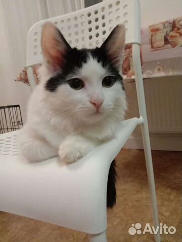 Котик Сурик в добрые руки